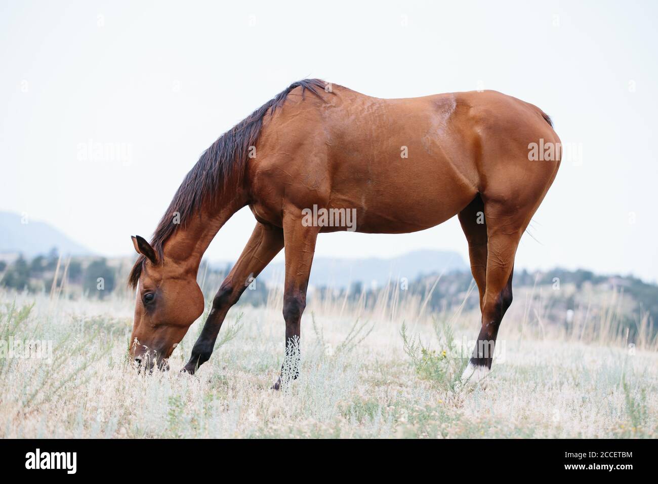 Throughbred Race Horse High Resolution Stock Photography and Images - Alamy