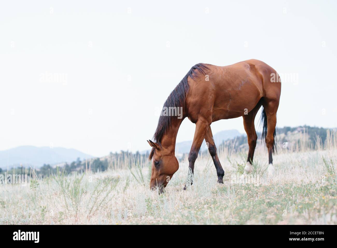 Throughbred race horse hi-res stock photography and images - Alamy