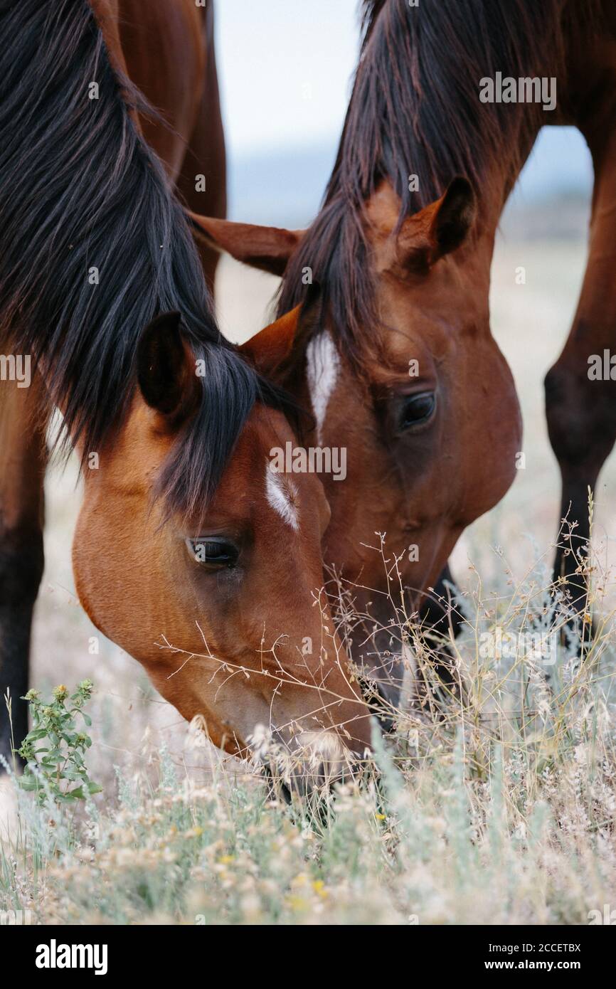 Two horses eating grass together in a field Stock Photo - Alamy