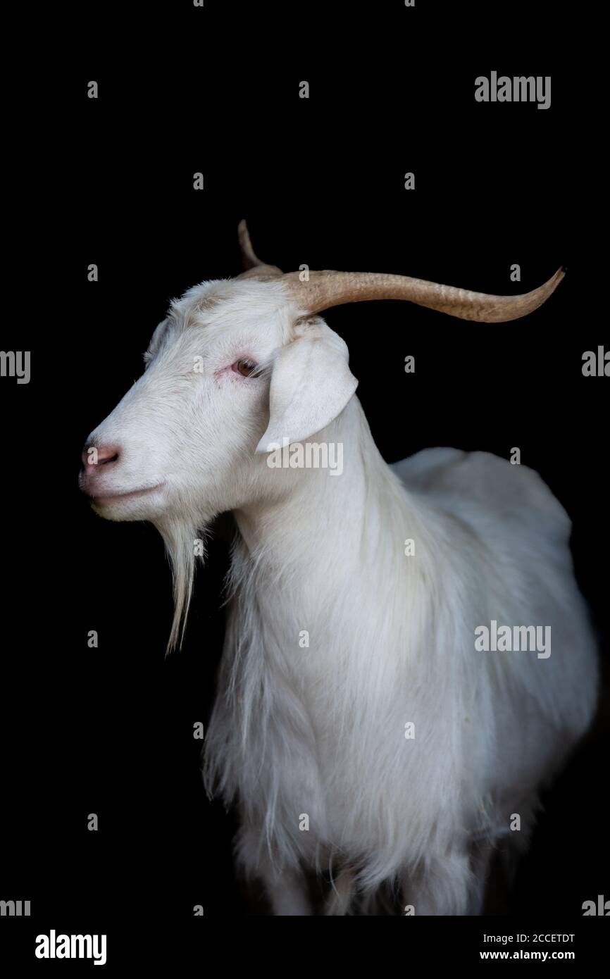 Cashmere goat looking sideways on black background Stock Photo - Alamy