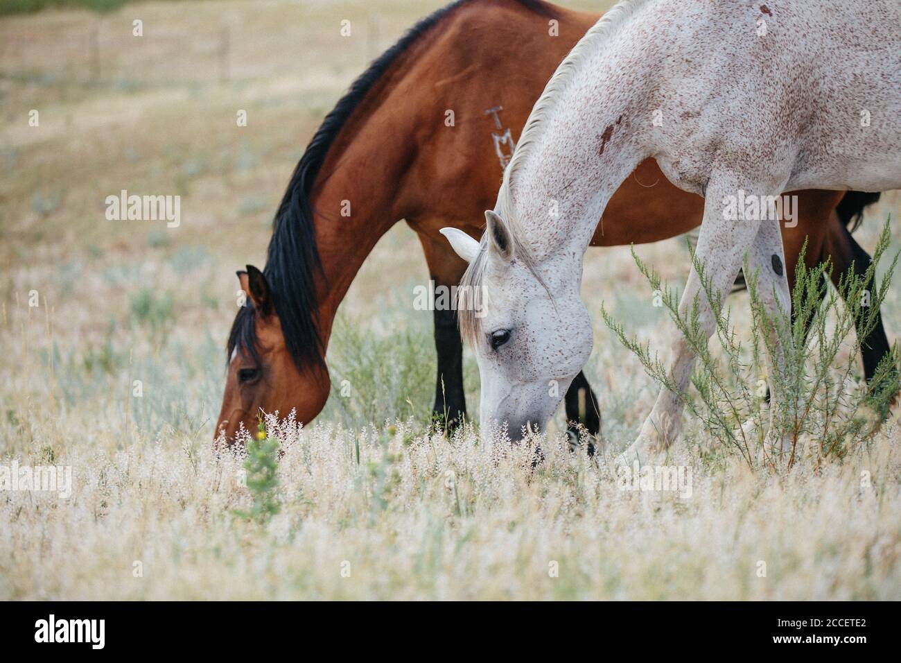 Two horses eating together in field Stock Photo - Alamy