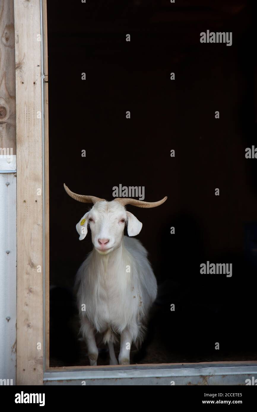 Goat looking outside the door with black background Stock Photo - Alamy