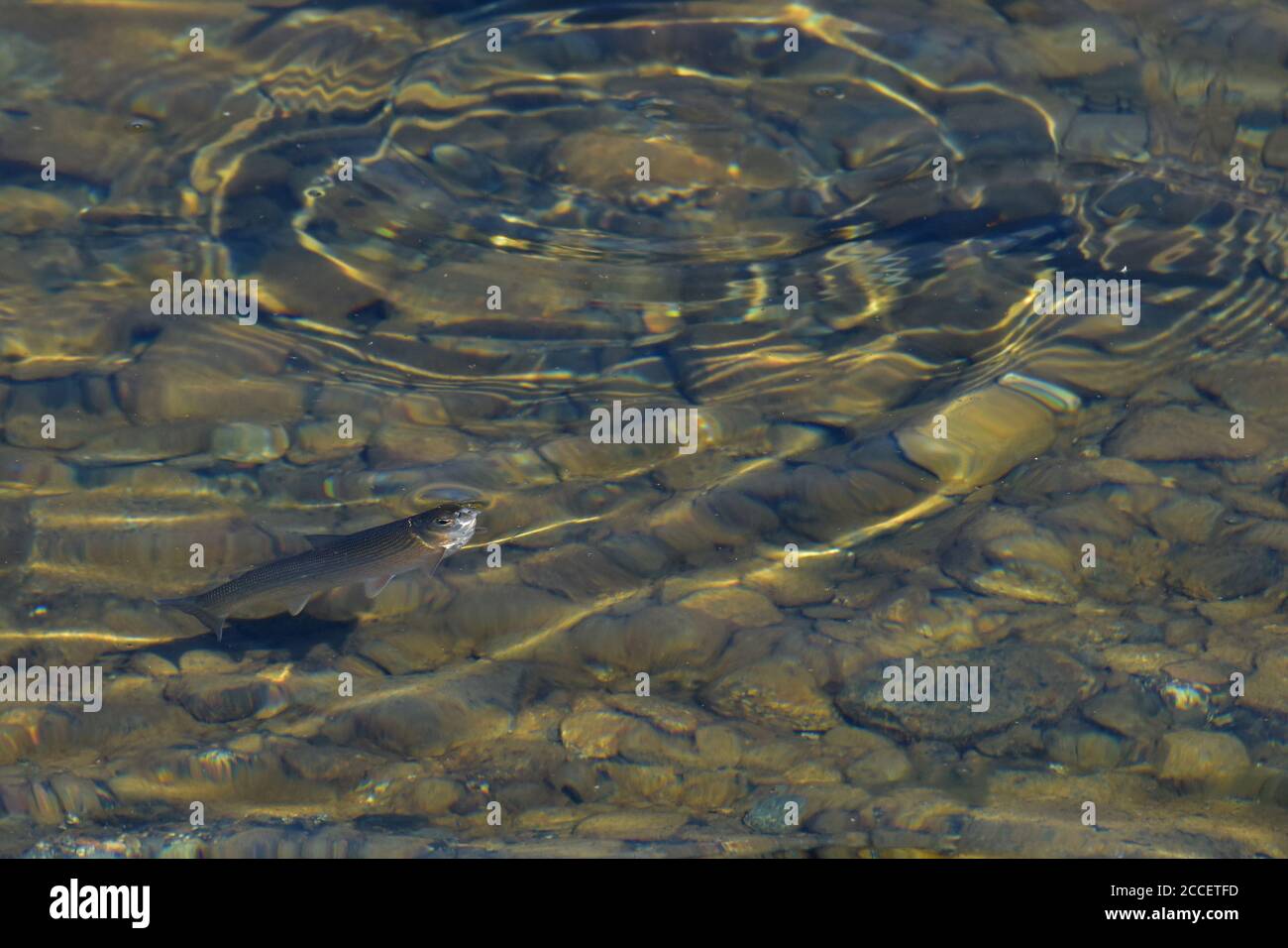 A lake whitefish (Coregonus clupeaformis) slurps a mosquito from the ...