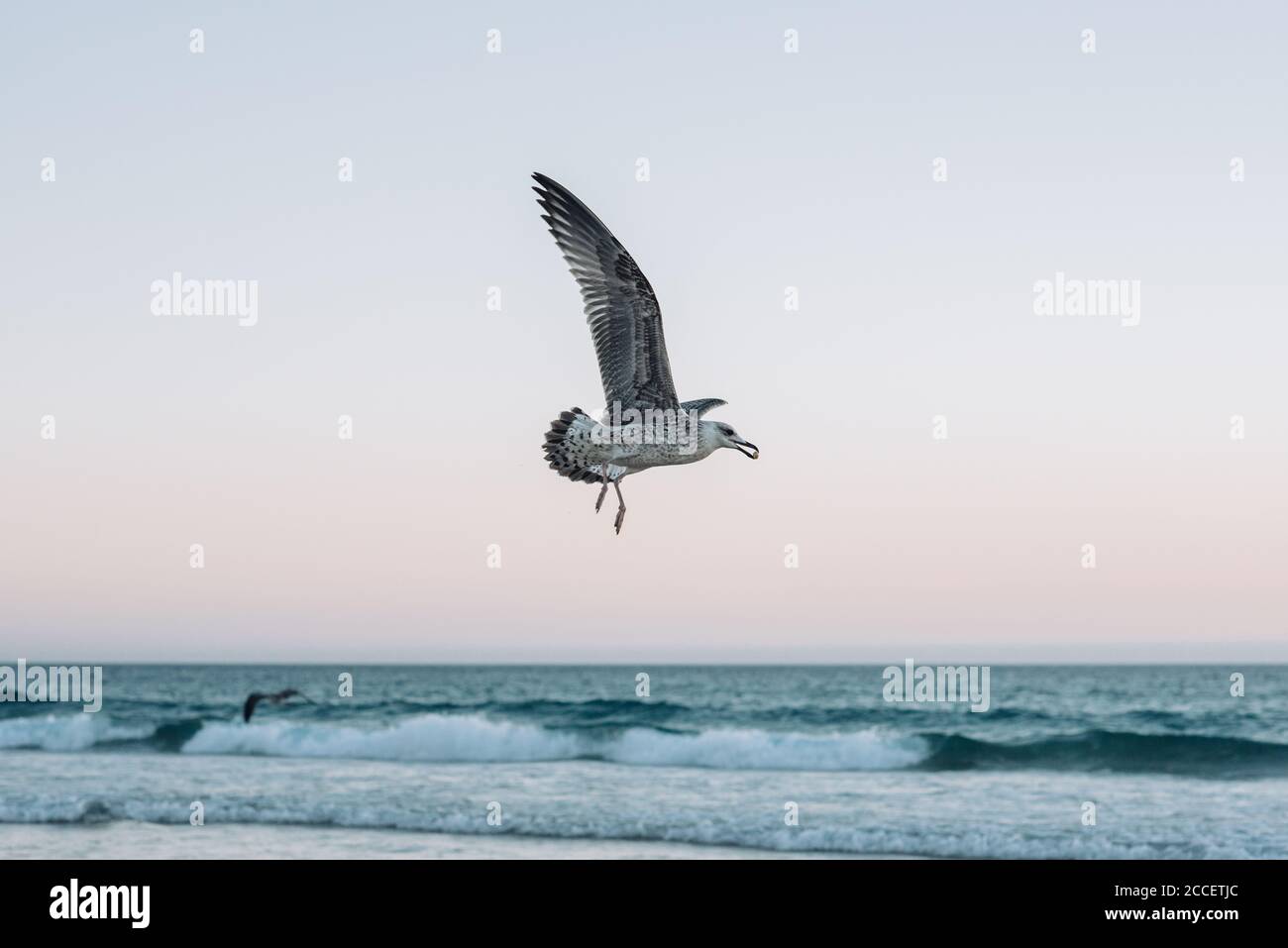 Pastel seagull hi-res stock photography and images - Alamy