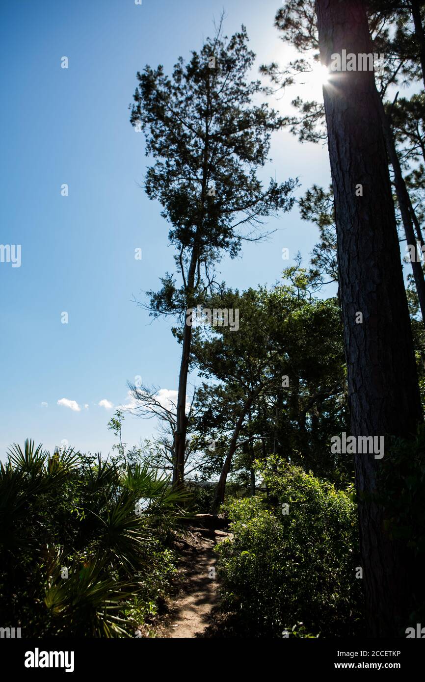 Hiking Path in Crooked River State Park in Georgia Stock Photo - Alamy