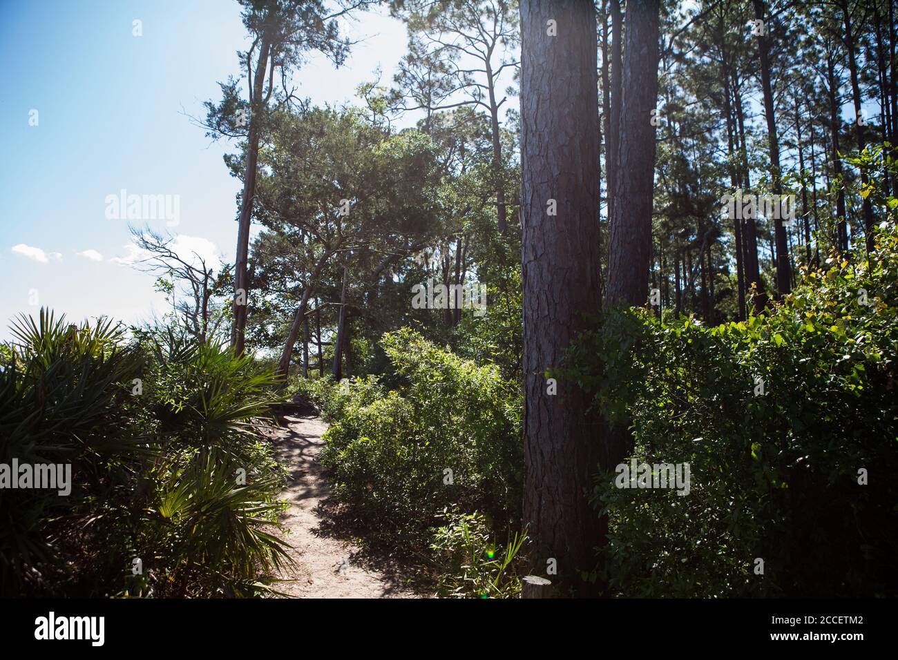 Hiking Path in Crooked River State Park in Georgia Stock Photo - Alamy