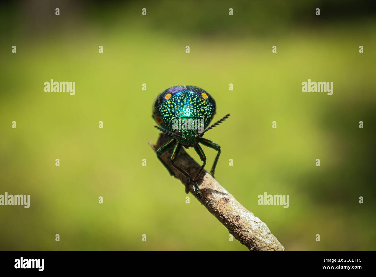 iridescent beetle bug on a stick Stock Photo - Alamy
