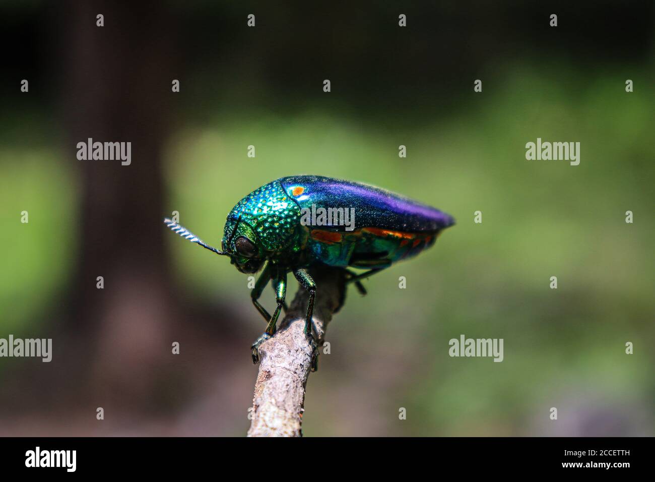Shiny bug on a stick Stock Photo - Alamy