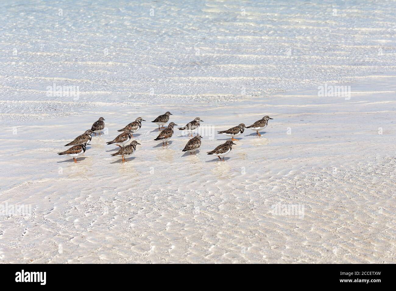 Sanderling Birds on an idyllic beach on Holbox Island. Cancun, Yucatan ...