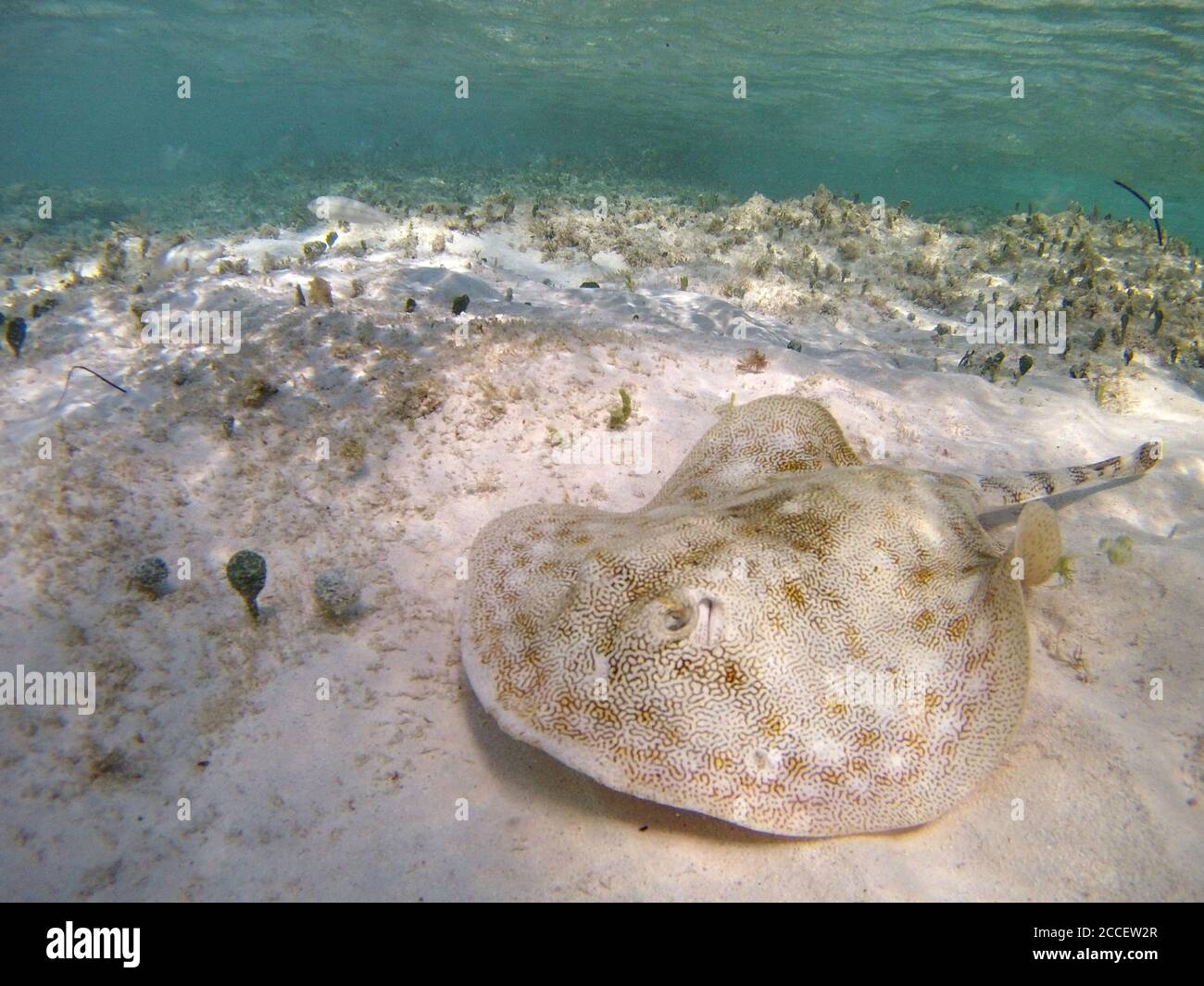 Wilbeauty hi-res stock photography and images - Alamy