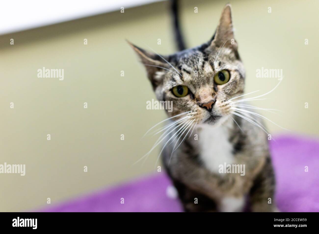 Cat with an Intense Expression Regards the Camera Stock Photo - Alamy