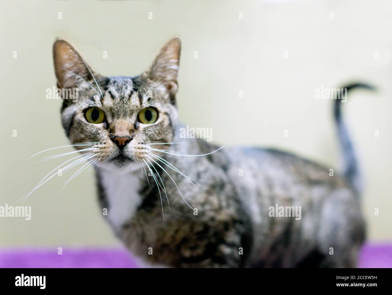 Adopt a cat family hi-res stock photography and images - Alamy