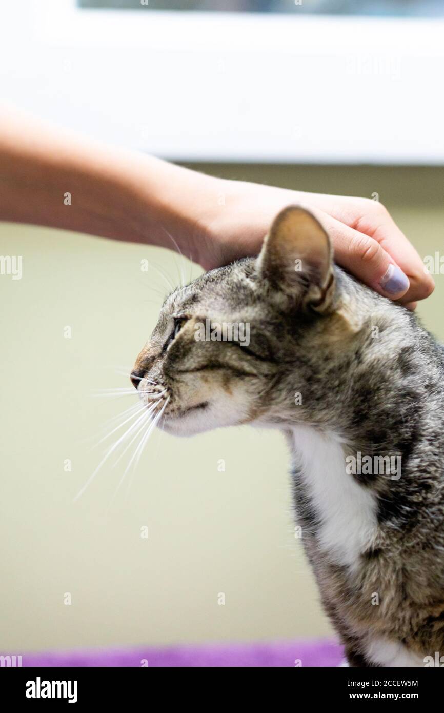 A Hand Pets a Tabby Cat's Head Stock Photo - Alamy