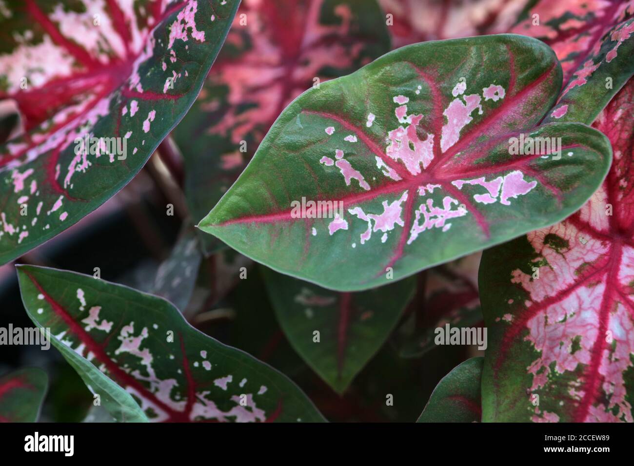 Vibrant Green and Pink Caladium Leaves Stock Photo - Alamy