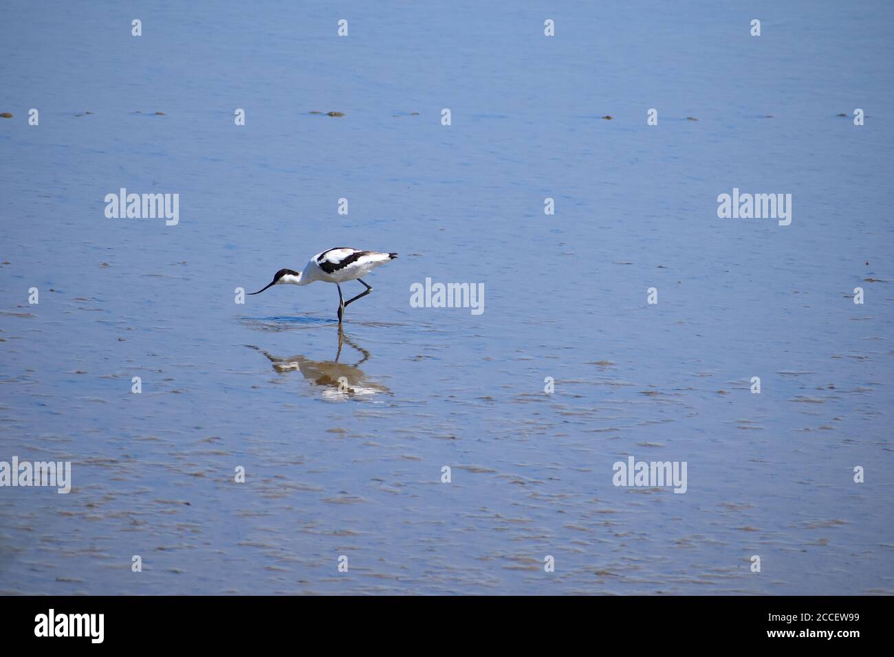 Avocet is white and black wader. Associated with shallow coastal ...