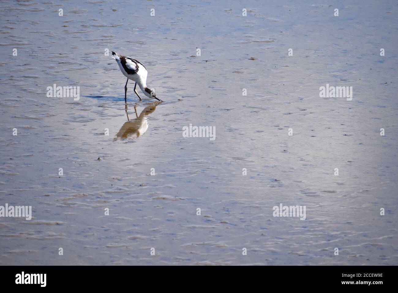 Avocet is wader recognised by its white plumage with black on the crown ...