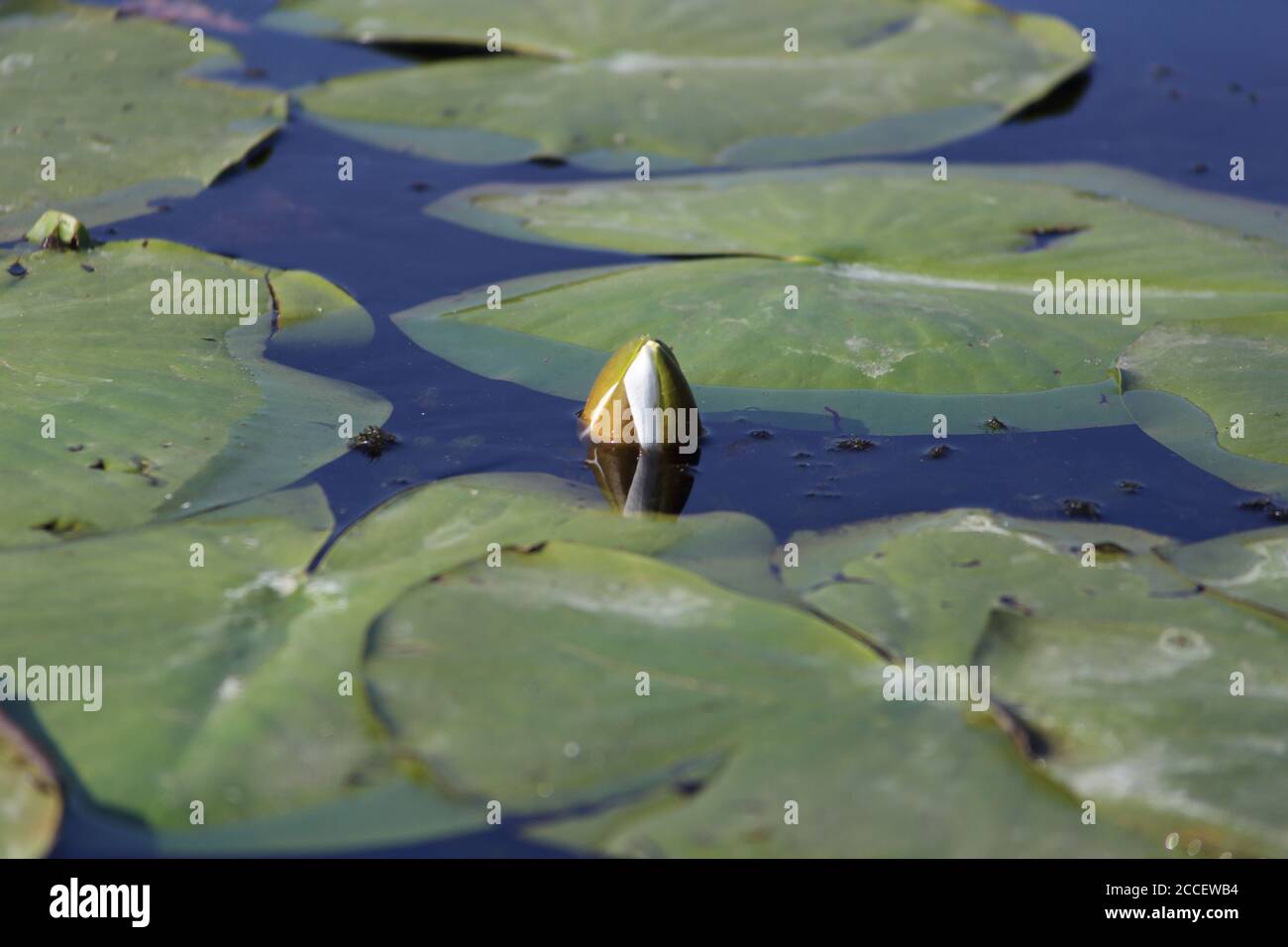 Water lily. Nymphaea is a genus of hardy and tender aquatic plants ...
