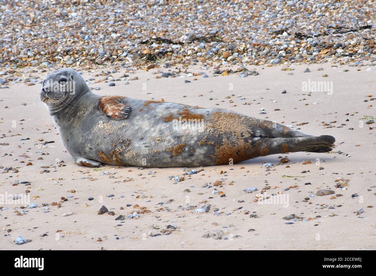Common seals are the most widespread of all pinnipeds. Each seal has ...