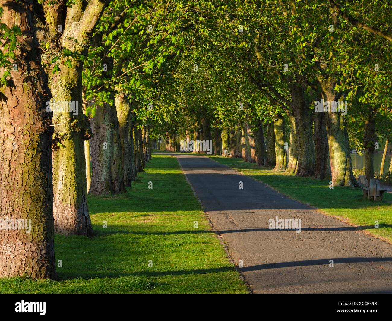 Europe, Germany, Hesse, Giessener Land, city of Giessen, chestnuts in ...