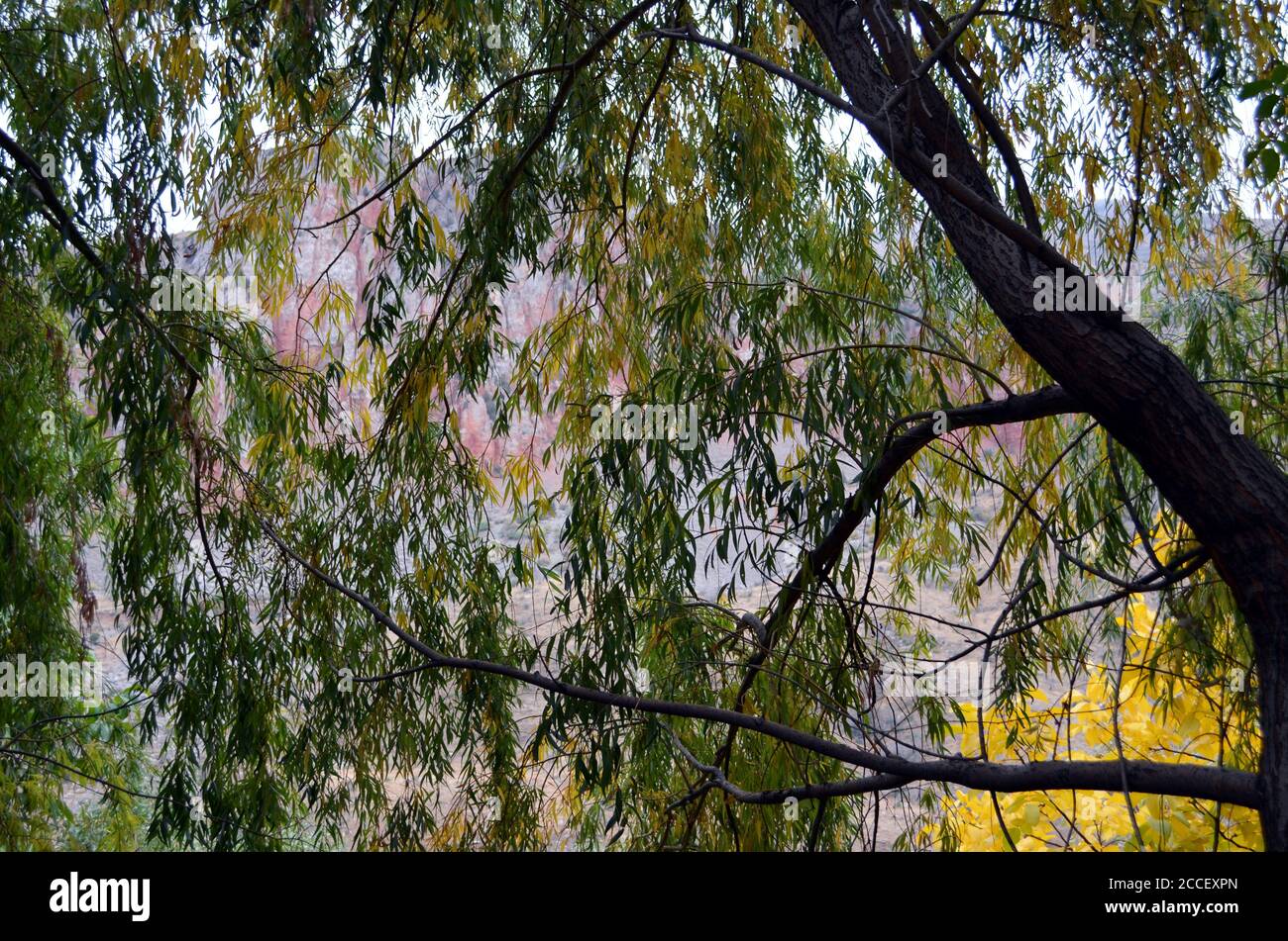 Armenia Noravank Tree View Stock Photo - Alamy
