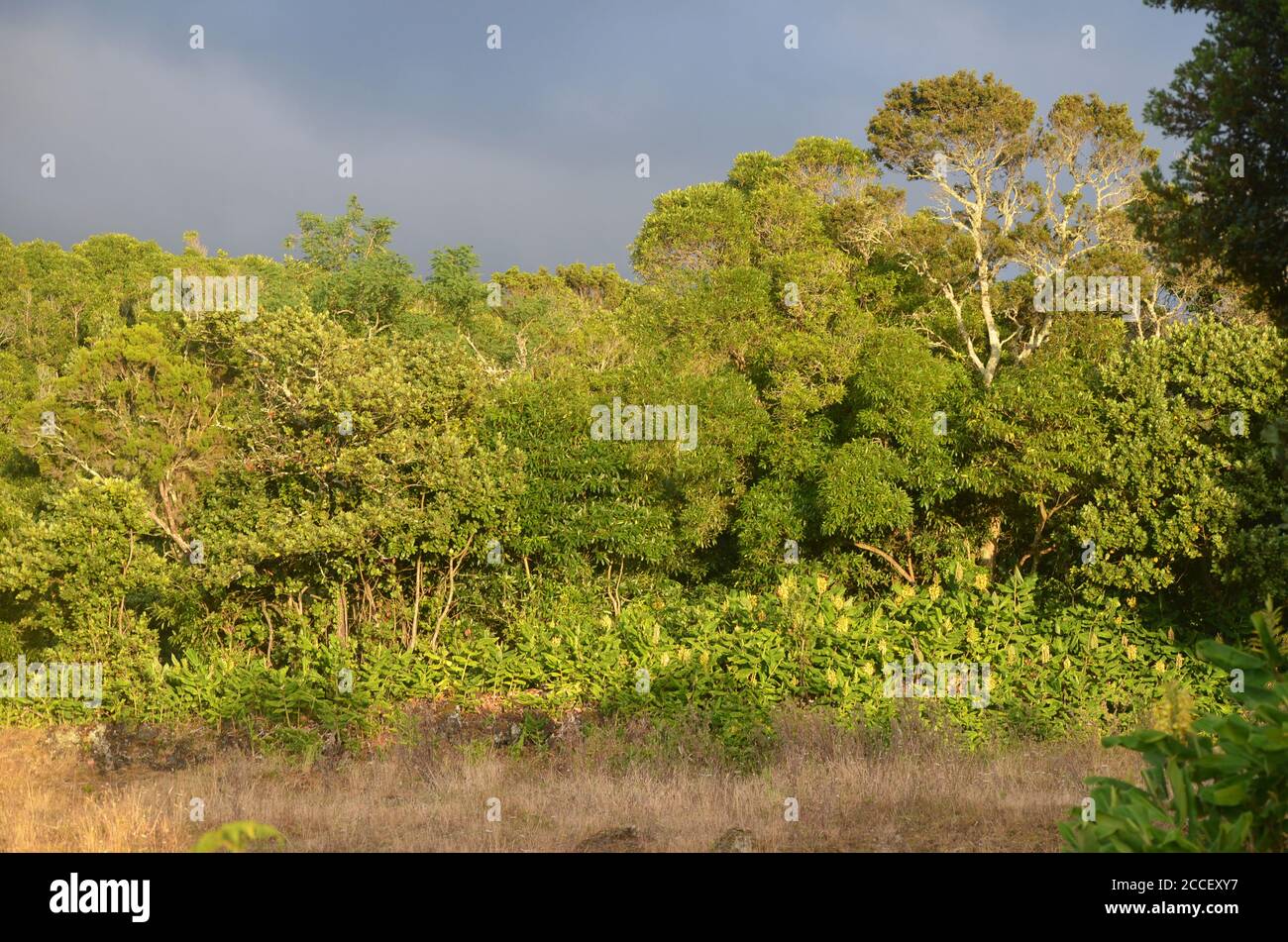 Secondary forest growing in the laurisilva biome of Pico island ...