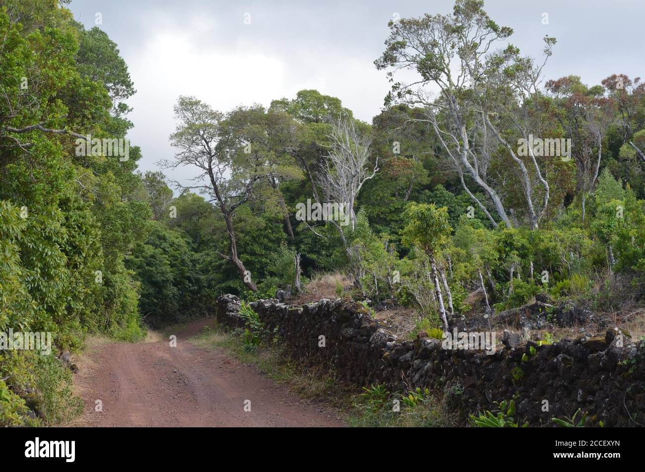 Secondary forest growing in the laurisilva biome of Pico island ...