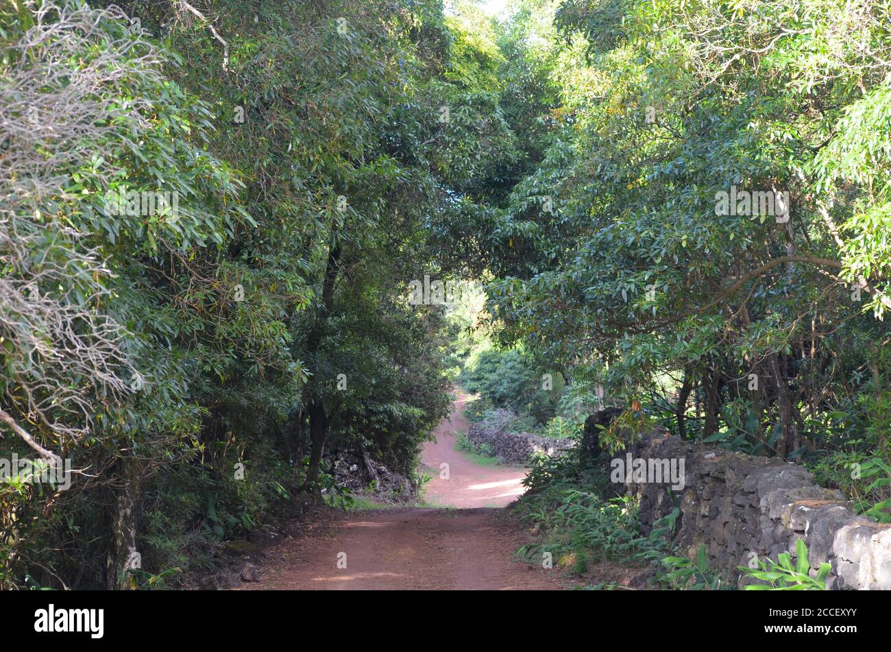 Secondary forest growing in the laurisilva biome of Pico island ...