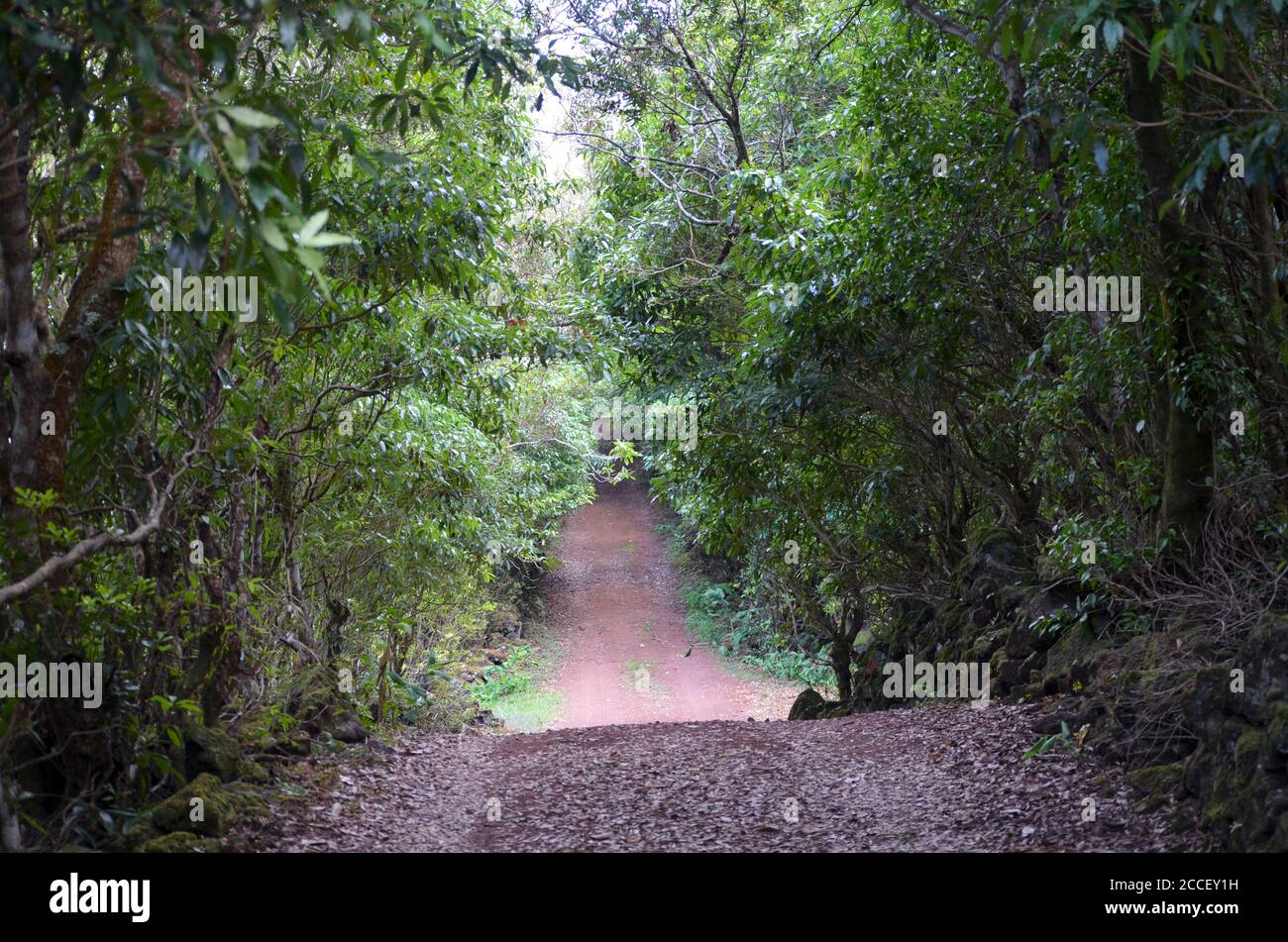 Secondary forest growing in the laurisilva biome of Pico island ...