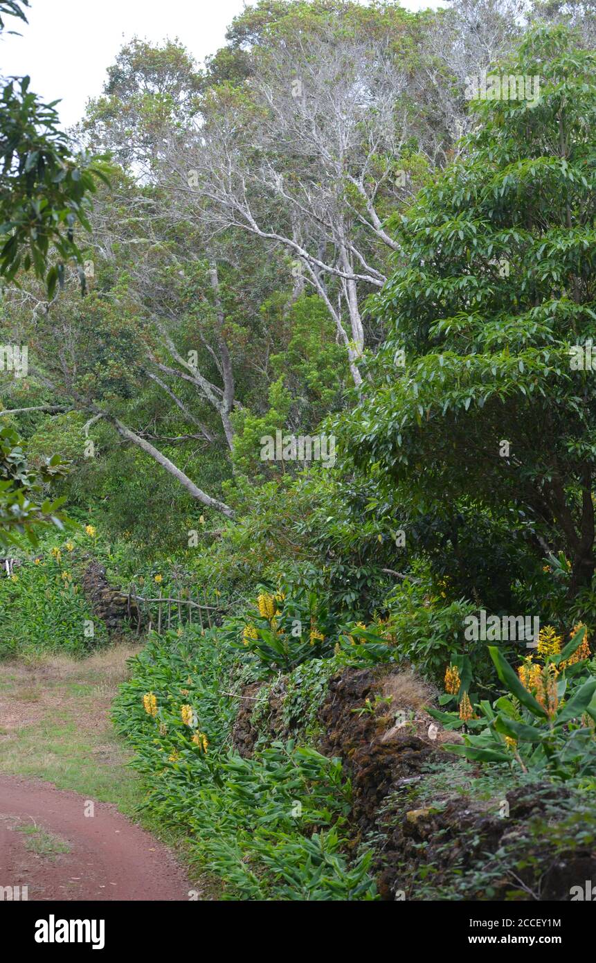 Secondary forest growing in the laurisilva biome of Pico island ...