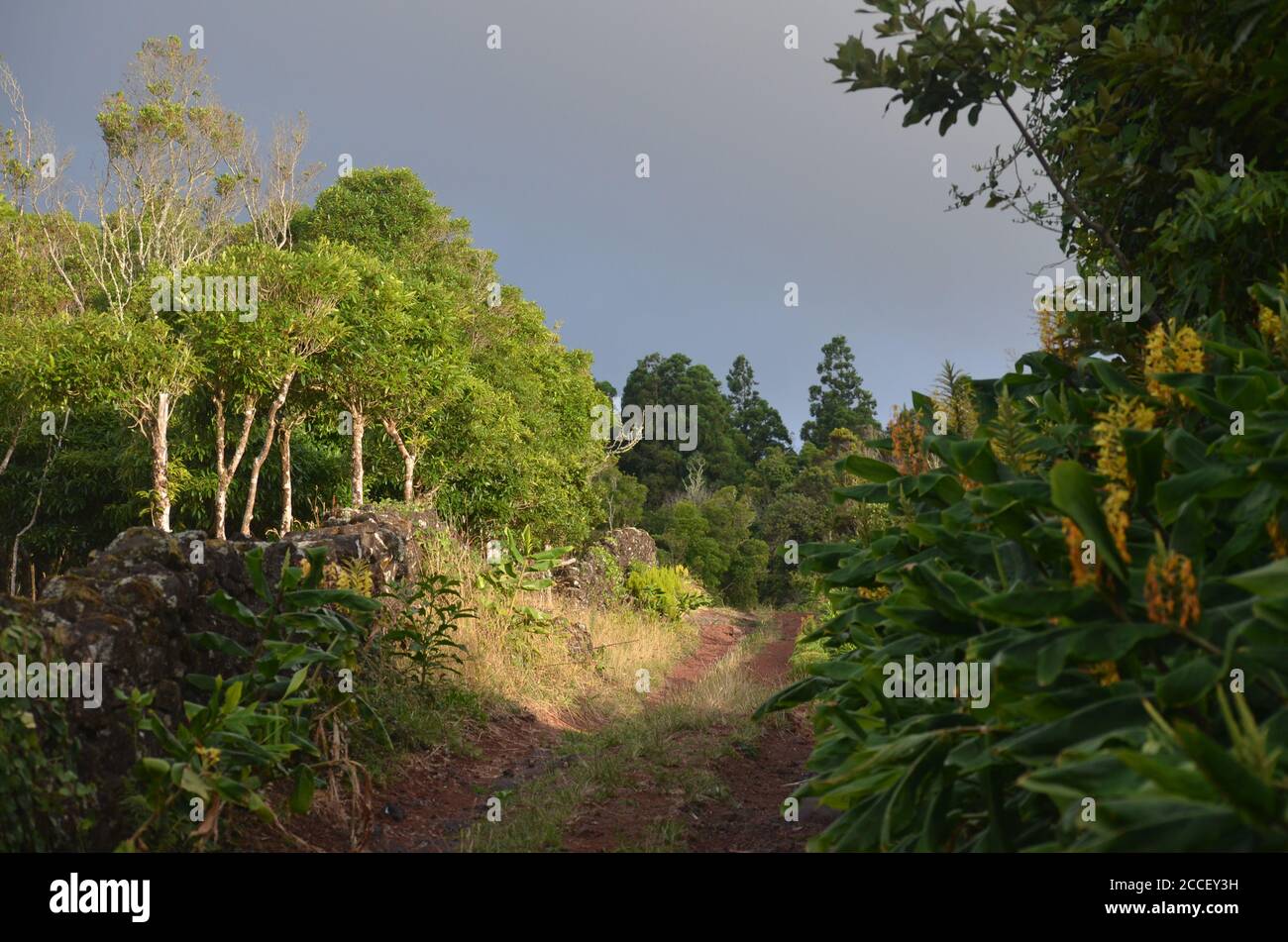 Secondary forest growing in the laurisilva biome of Pico island ...