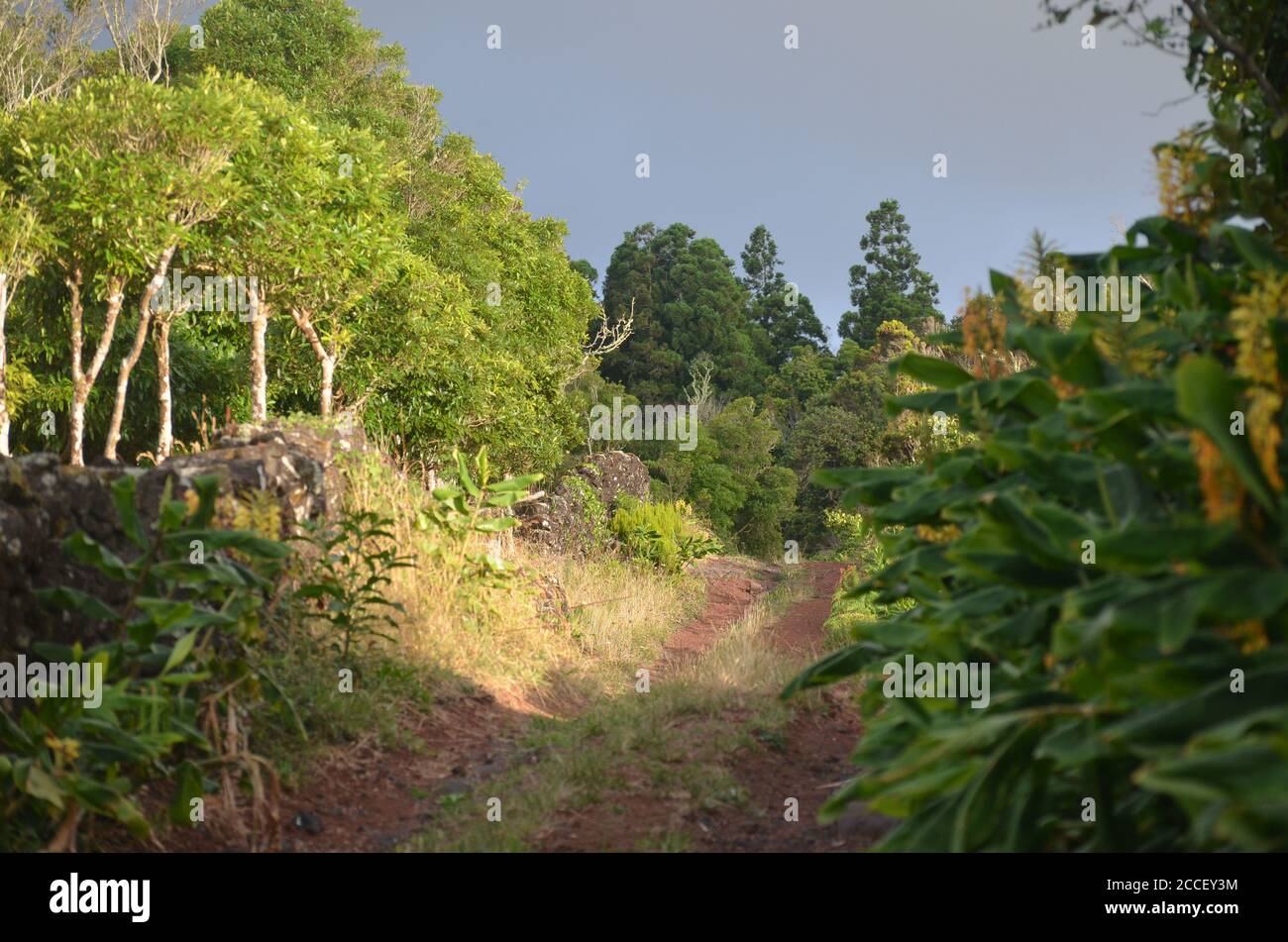 Secondary forest growing in the laurisilva biome of Pico island ...
