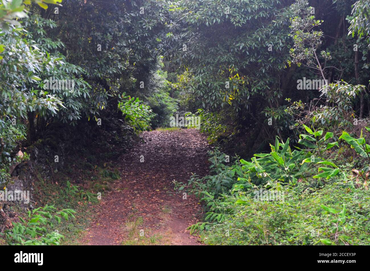 Secondary forest growing in the laurisilva biome of Pico island ...