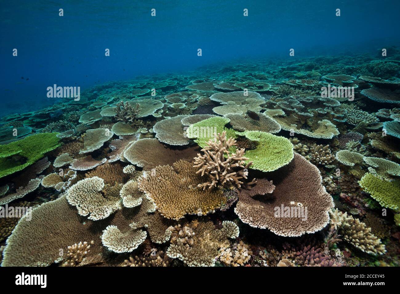 Healthy Hard Coral Reef, Acropora, Kimbe Bay, New Britain, Papua New ...