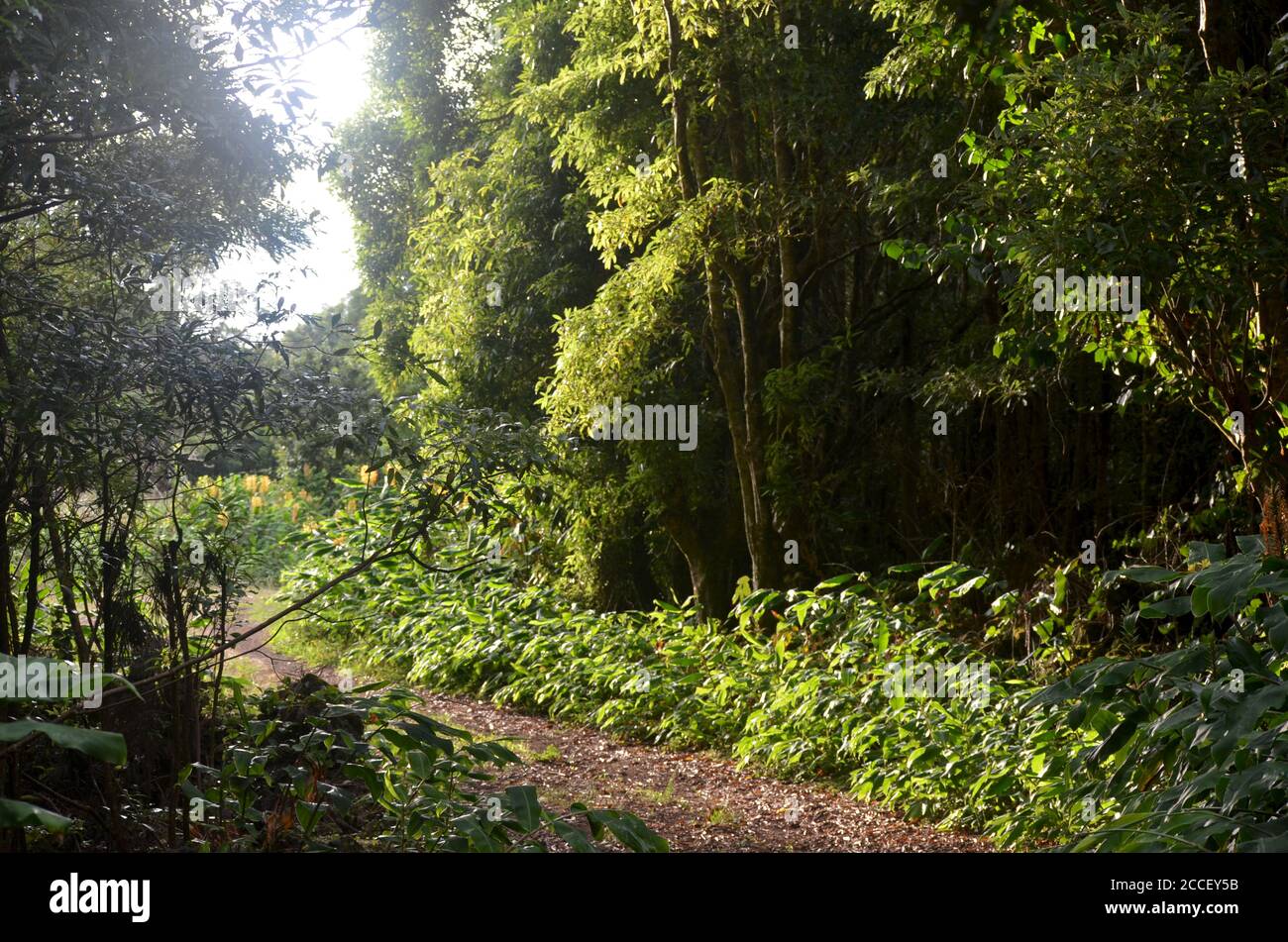 Secondary forest growing in the laurisilva biome of Pico island ...