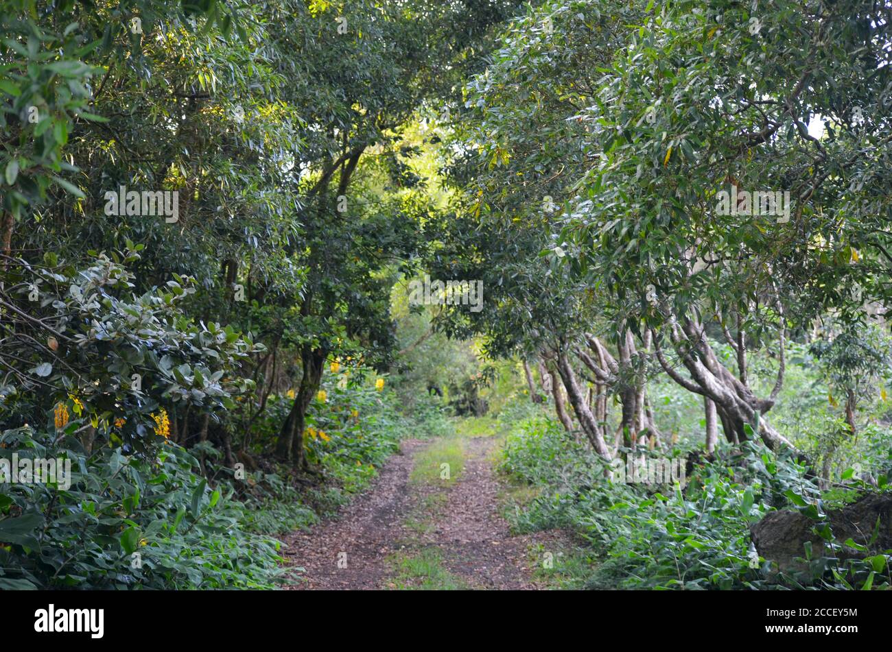 Secondary forest growing in the laurisilva biome of Pico island ...