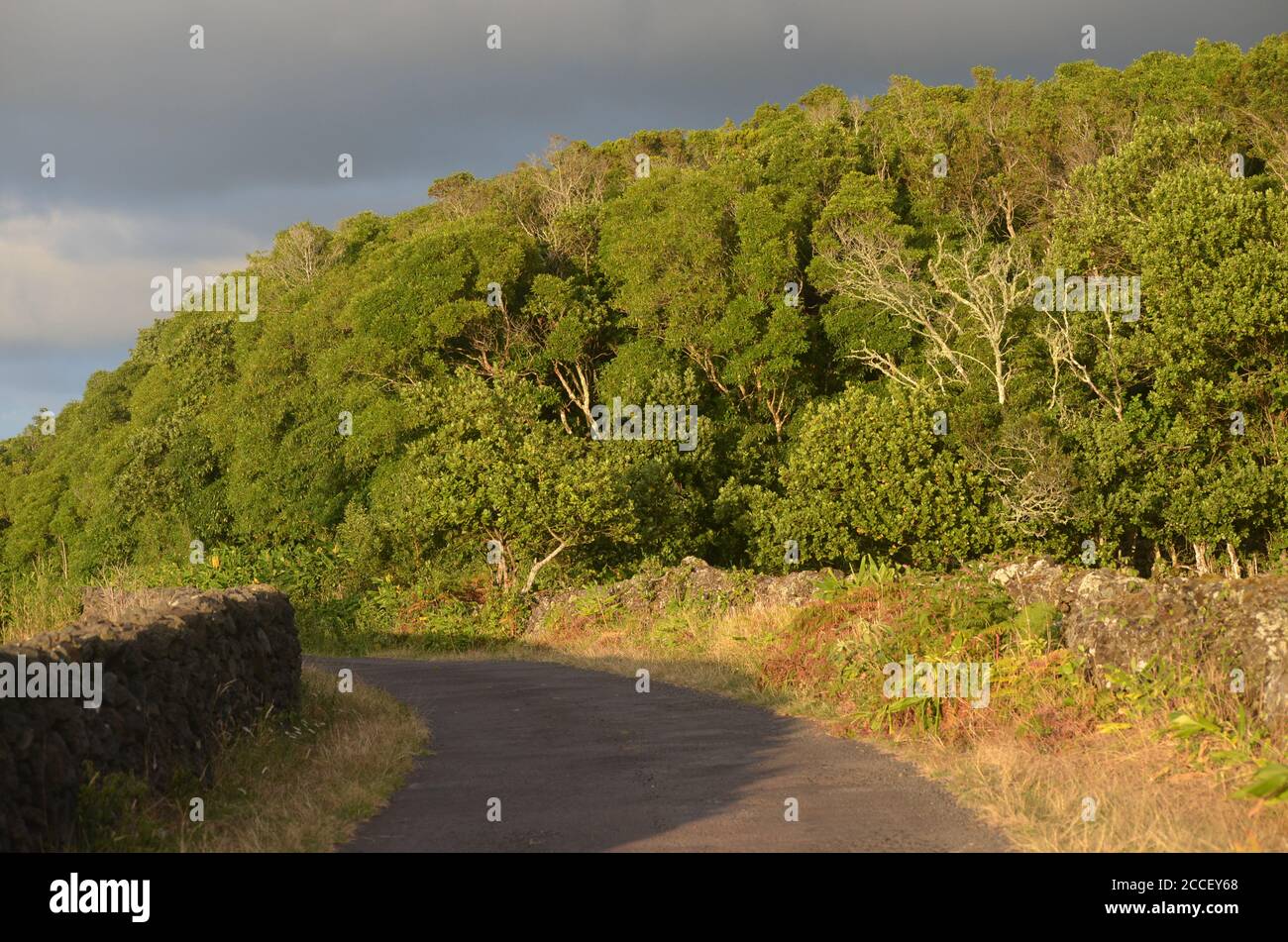 Secondary forest growing in the laurisilva biome of Pico island ...
