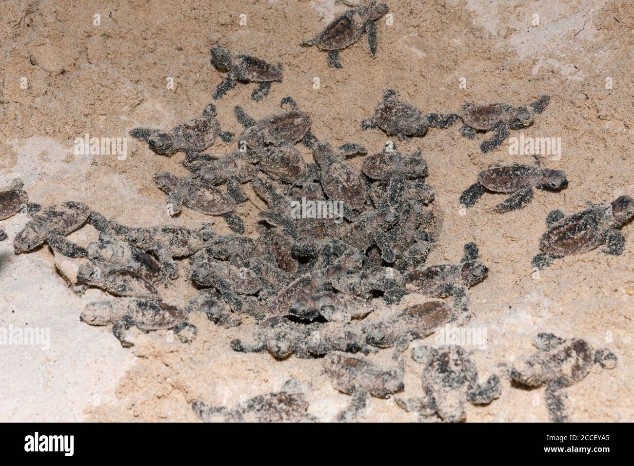 Eggs inside Sea turtle nest, Eretmochelys imbricata, New Ireland, Papua ...