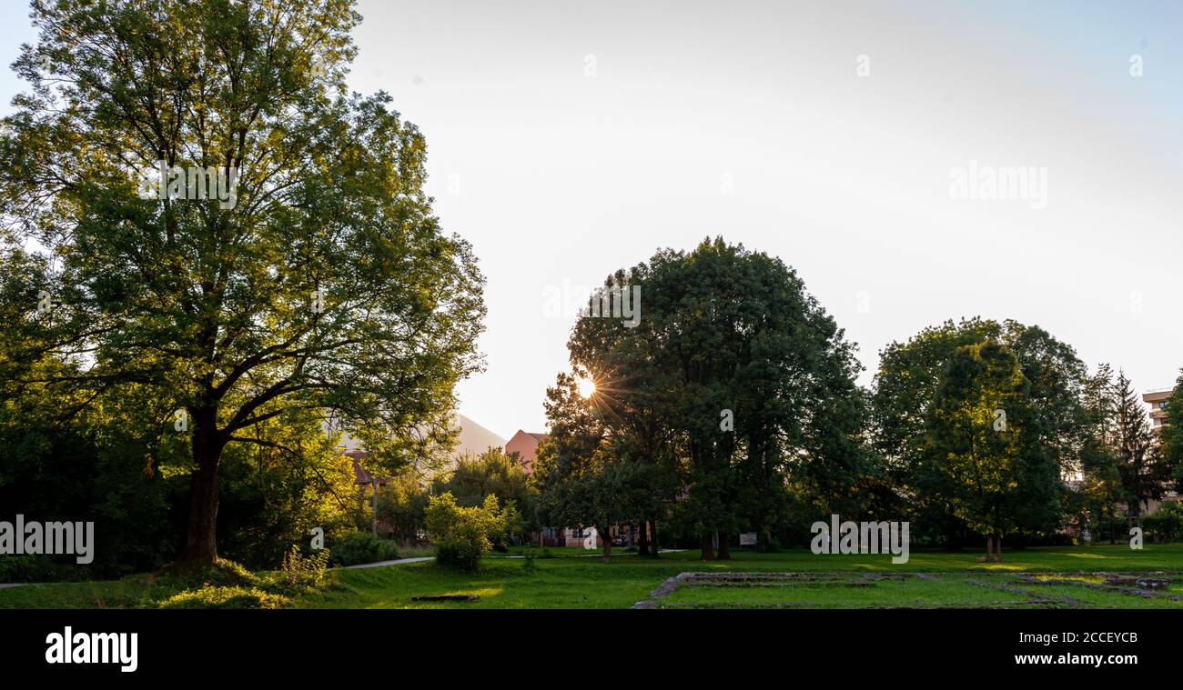 Outdoor trees in summer trees trees hi-res stock photography and images ...