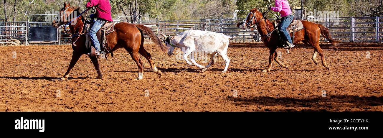 Calf being lassoed in a team calf roping event by cowboys at a country ...
