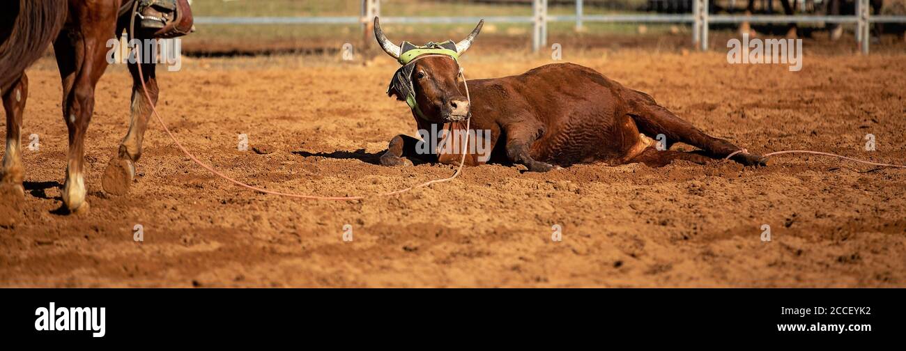 Refusing to move hi-res stock photography and images - Alamy