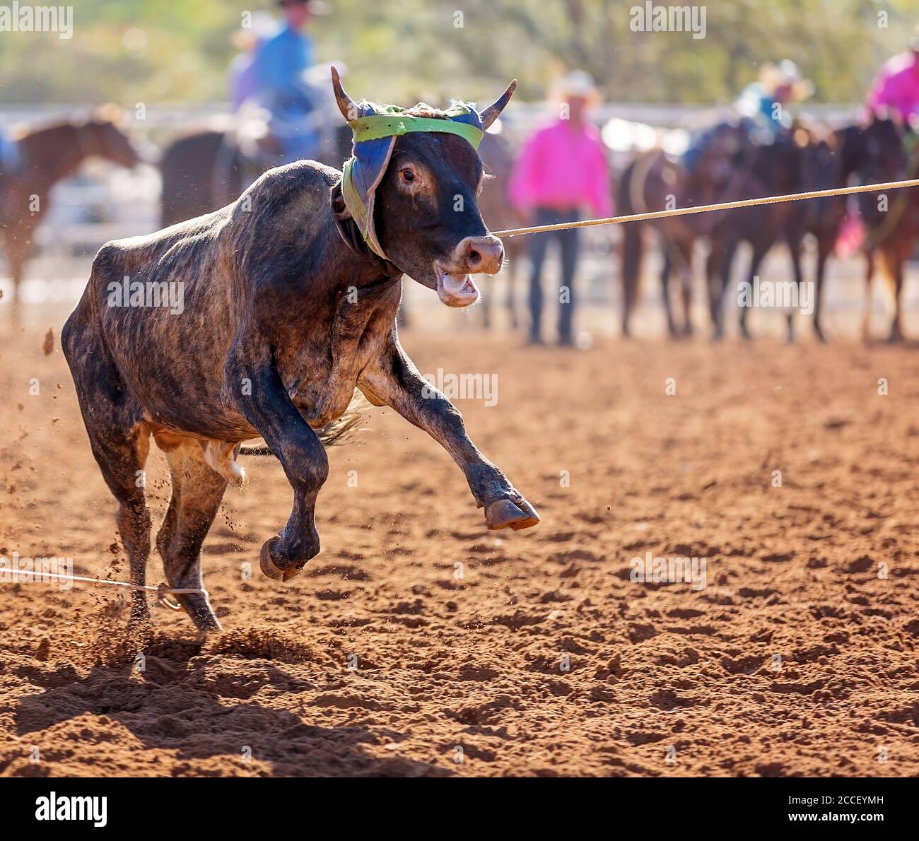 Calf being lassoed in a team calf roping event by cowboys at a country ...