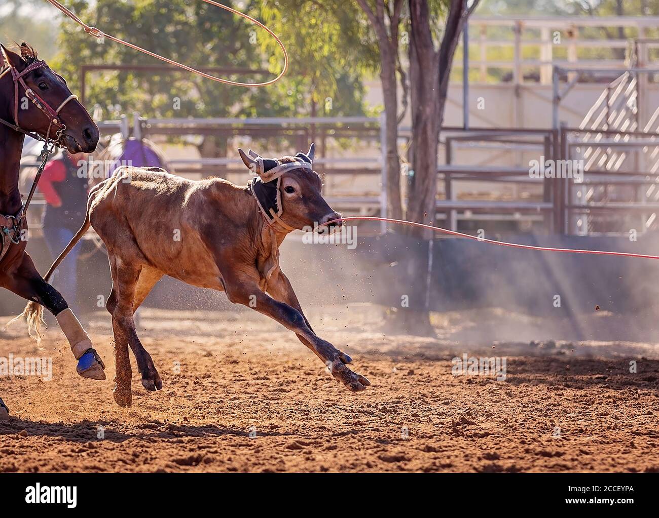 Calf being lassoed in a team calf roping event by cowboys at a country ...