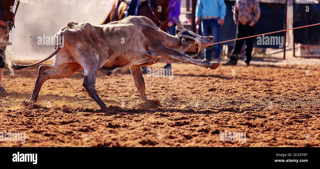 Calf being lassoed in a team calf roping event by cowboys at a country ...