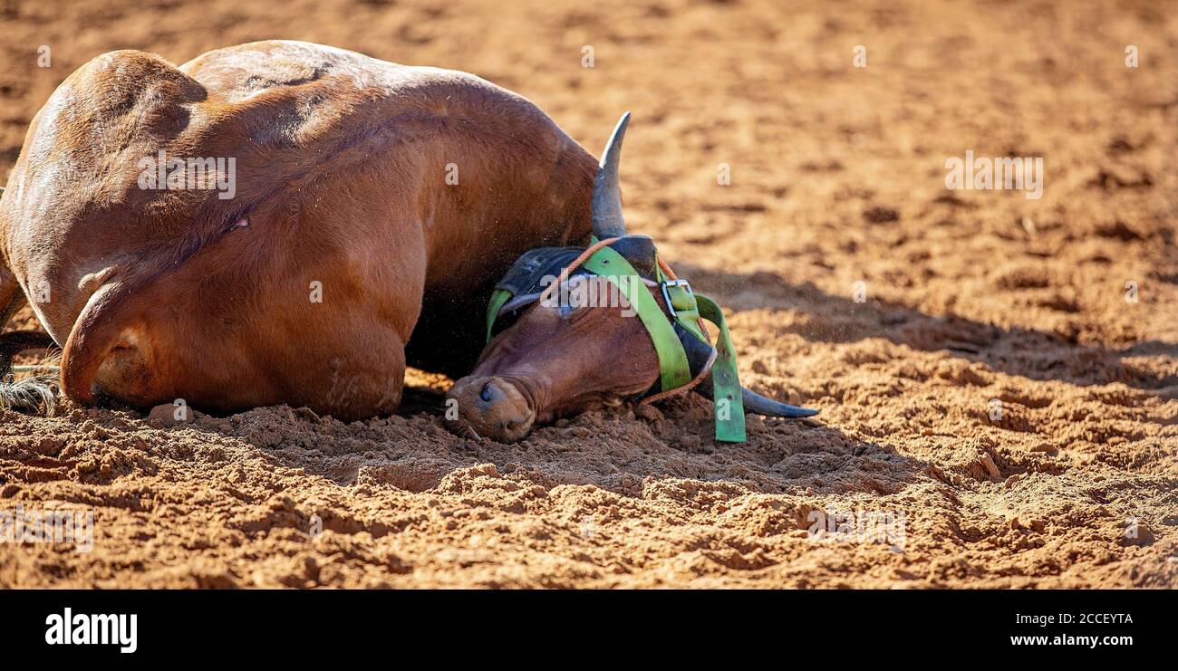 Calf being lassoed in a team calf roping event by cowboys at a country ...