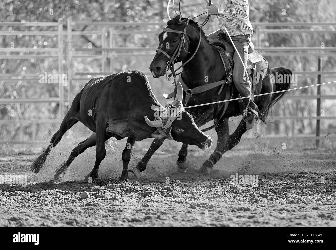 Calf being lassoed in a team calf roping event by cowboys at a country ...