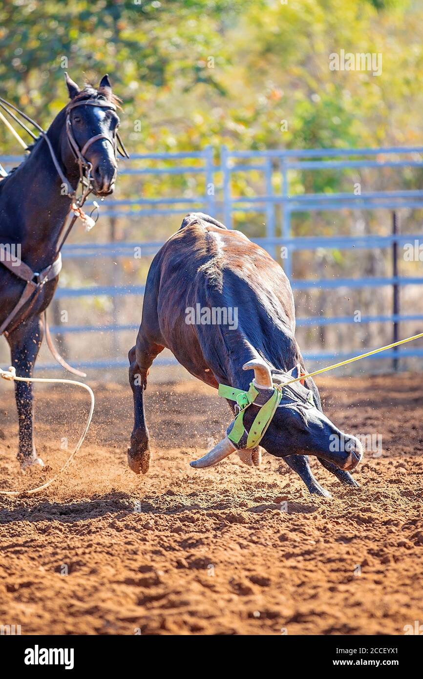 Calf being lassoed in a team calf roping event by cowboys at a country ...