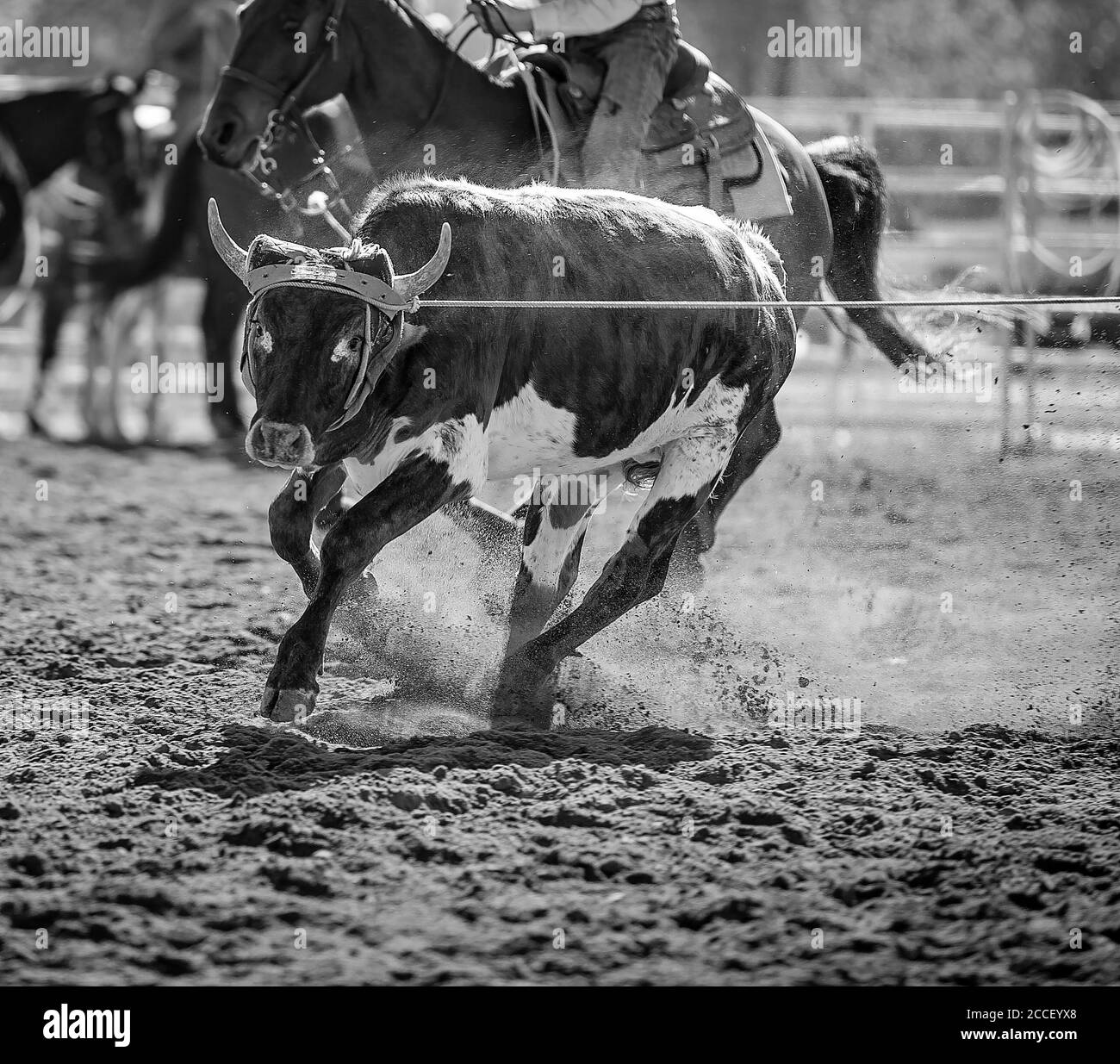 Team Roping Black And White
