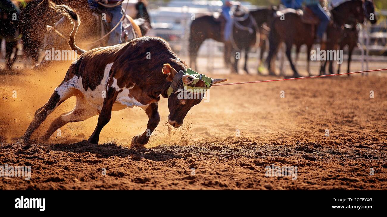 Calf being lassoed in a team calf roping event by cowboys at a country ...