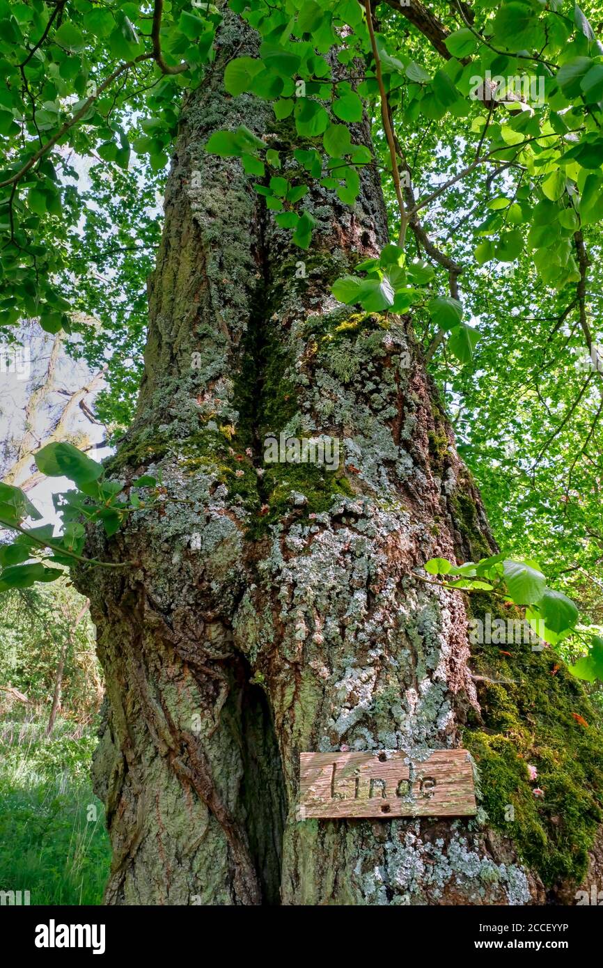Classification of trees hi-res stock photography and images - Alamy