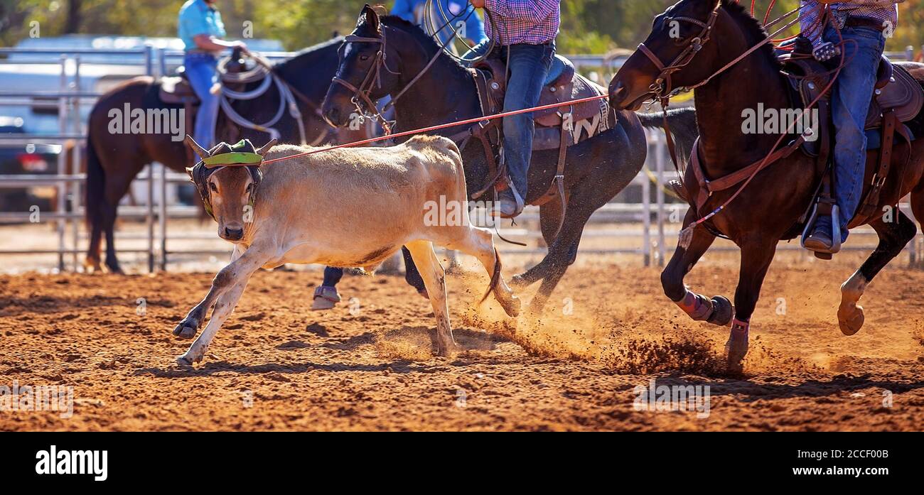 Calf being lassoed in a team calf roping event by cowboys at a country ...
